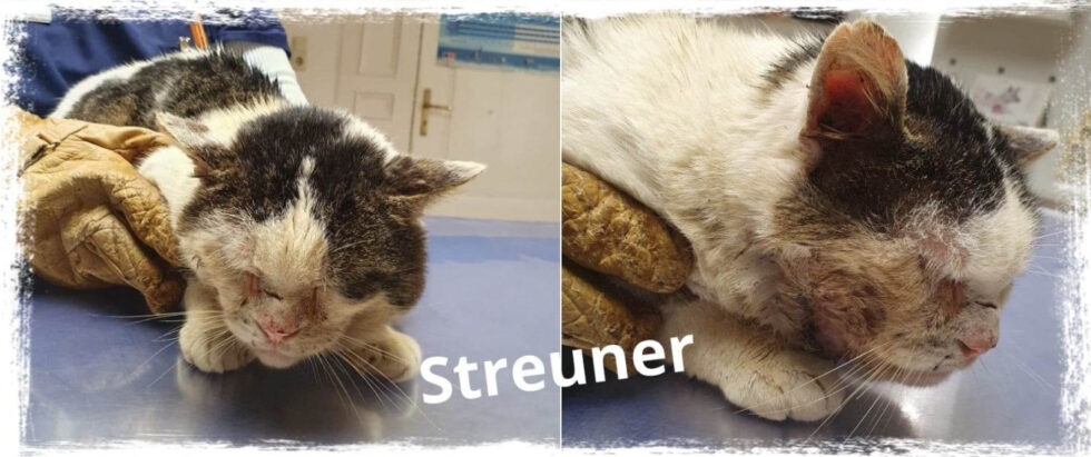 Unser Streuner - tiernotruf-aerzen.de